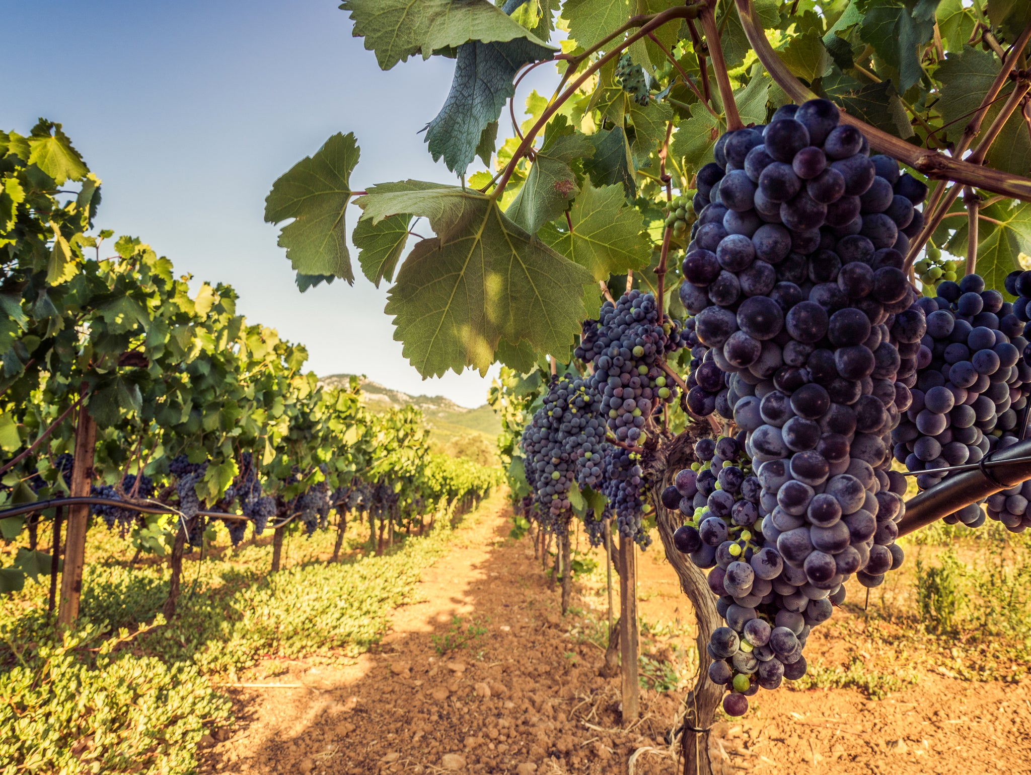 Terra & Mondo - Excelencia en venta de vinos – Enoteca Virtual | Terra ...